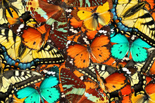 Collage Of Butterflies Free Stock Photo - Public Domain Pictures