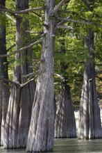 Ancient Cypress Tree Free Stock Photo - Public Domain Pictures