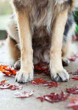 Fall Leaf, Dog Paw Free Stock Photo - Public Domain Pictures