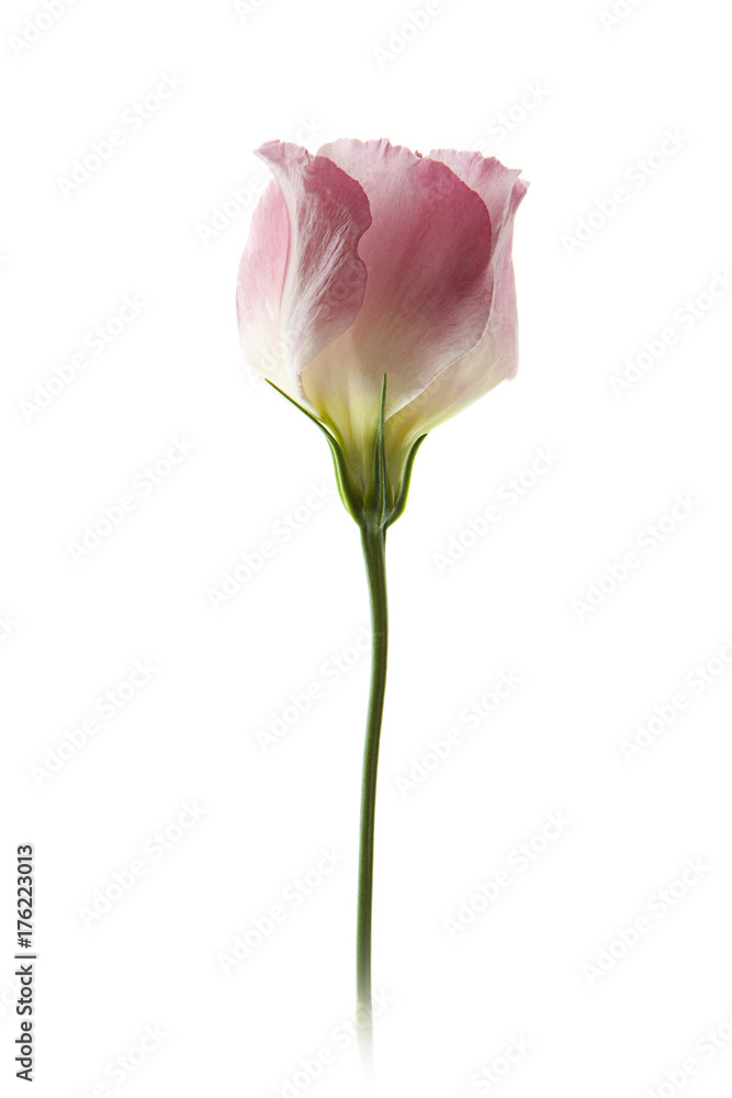 flores en fondo blanco Stock Photo | Adobe Stock