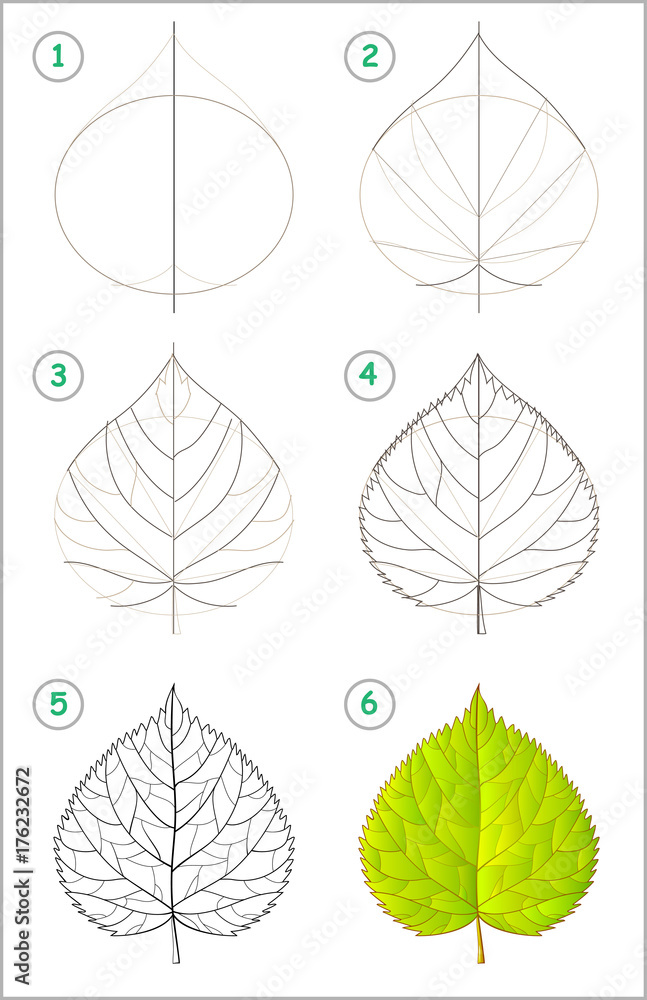 Page shows how to learn step by step to draw a linden leaf. Developing ...