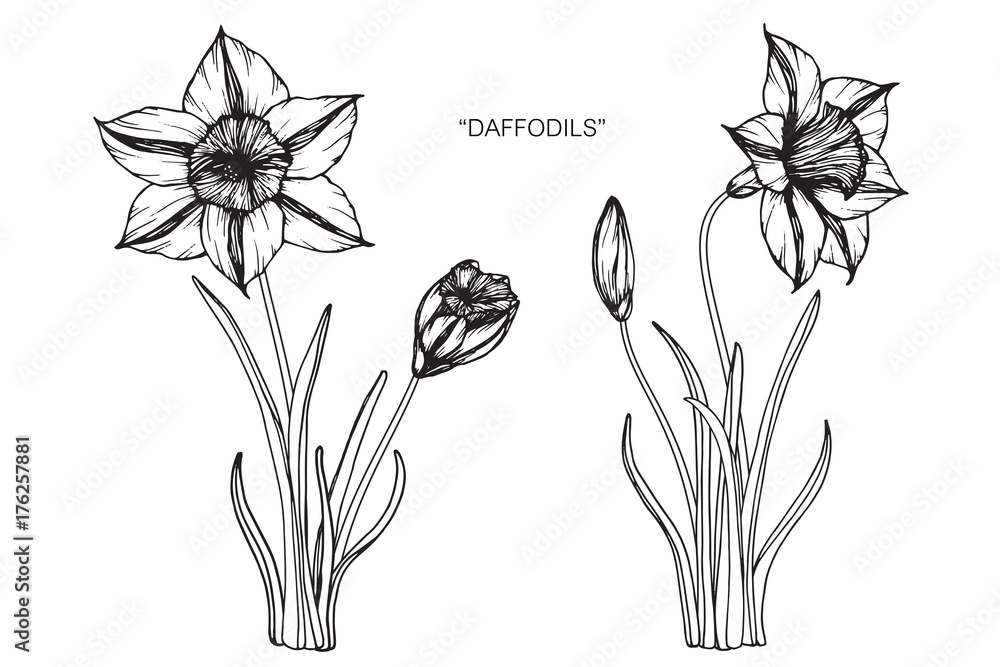 Daffodil flower drawing. Stock Illustration | Adobe Stock