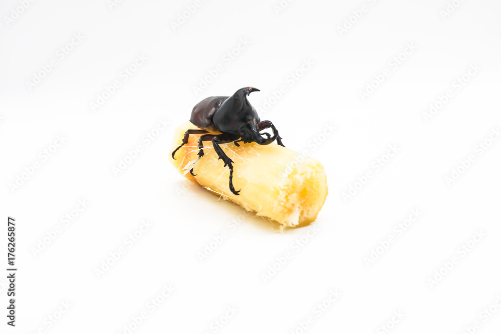 Siamese rhinoceros beetle or Fighting beetle on the cane isolated white ...