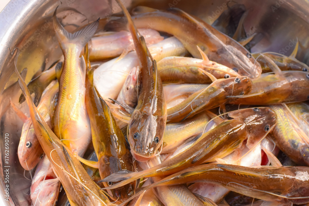 Catfish, freshwater fish have spines with freshwater fish in the river ...