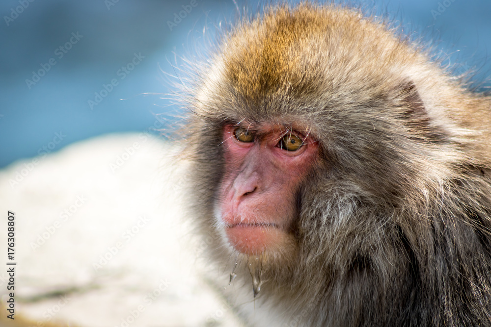 Angry Japanese Macaque Stock Photo | Adobe Stock