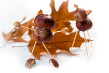 Chestnut Dolls Free Stock Photo - Public Domain Pictures