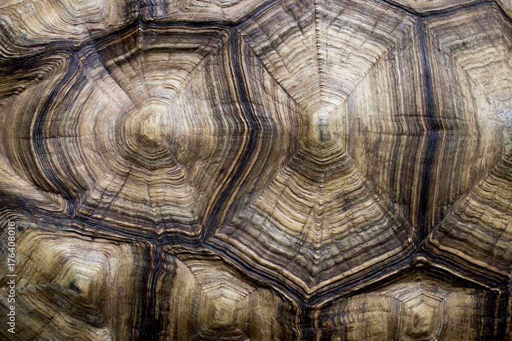 Confused brown turtle shell Stock Photo | Adobe Stock