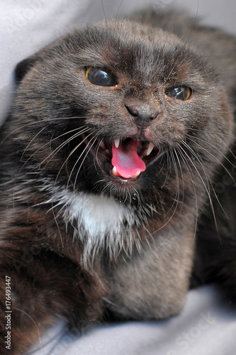 Angry frightened cat clutching his ears Stock Photo | Adobe Stock