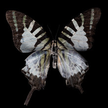 Butterfly Pattern Background Free Stock Photo - Public Domain Pictures