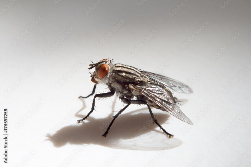 Housefly in white background Stock Photo | Adobe Stock