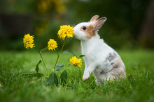 Rabbit Free Stock Photo - Public Domain Pictures
