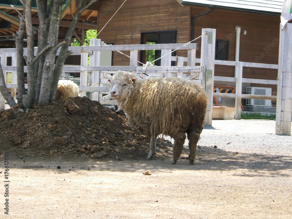 Sheep in Hitsujiyama Park (means Sheep Mountain Park), Chichibu, Japan ...
