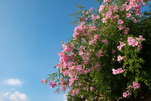 Chinese Trumpet Vine Free Stock Photo - Public Domain Pictures