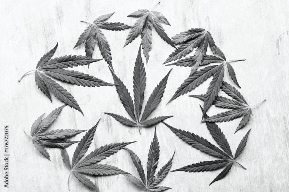 Cannabis Leaf. Hemp is a common name for Cannabis sativa and the name ...