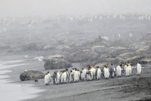 Foca elefant Poza gratuite - Public Domain Pictures