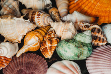 Seashell Snail Beach Sea Free Stock Photo - Public Domain Pictures