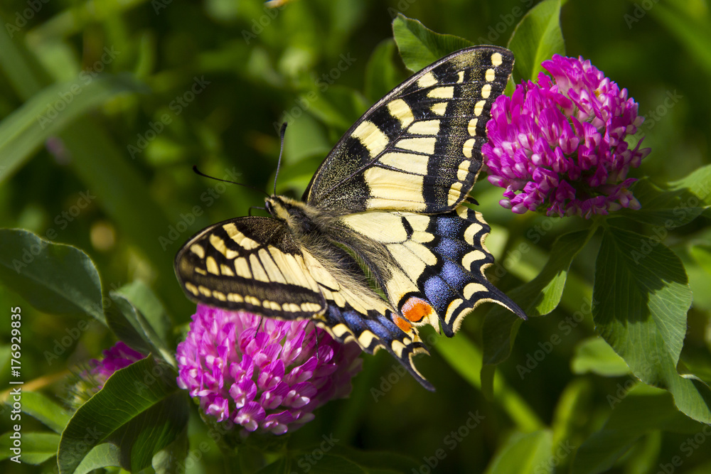 Butterfly - Papilio machaon, the Old World swallowtail - on a pink ...