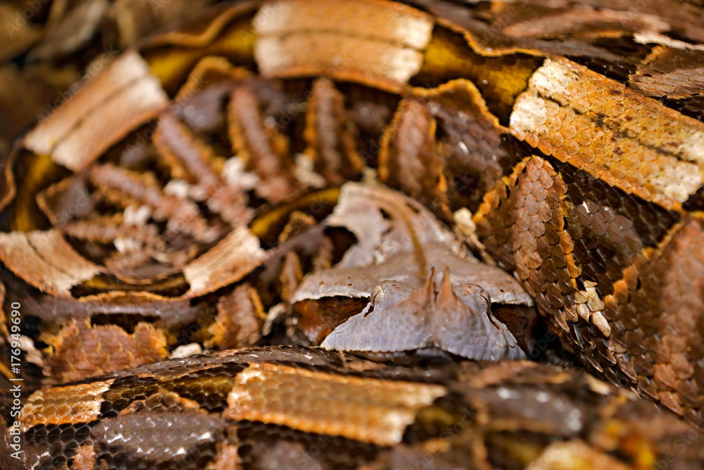 Photo Stock The Gaboon viper, Bitis gabonica, Congo, Africa. World's ...