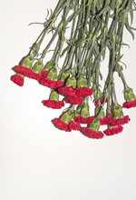 Red And White Carnations Free Stock Photo - Public Domain Pictures