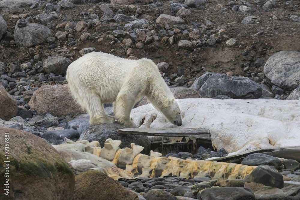 Polar Bear on Carcass - An adult polar bear sniffs the last remains of ...