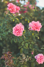 Random Roses Free Stock Photo - Public Domain Pictures