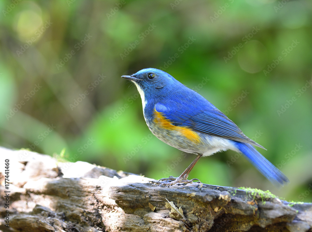 Himalayan bluetail or orange-flanked bush-robin (Tarsiger rufilatus ...