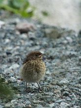 Chubby Round Sparrow Bird Free Stock Photo - Public Domain Pictures