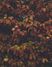 Fall Time Colors Free Stock Photo - Public Domain Pictures
