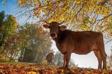Cow In The Autumn Free Stock Photo - Public Domain Pictures