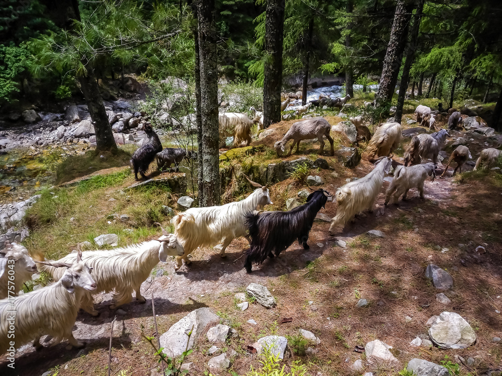 Goats standing on the trekking path. Kasol, Parvati valley, Himachal ...