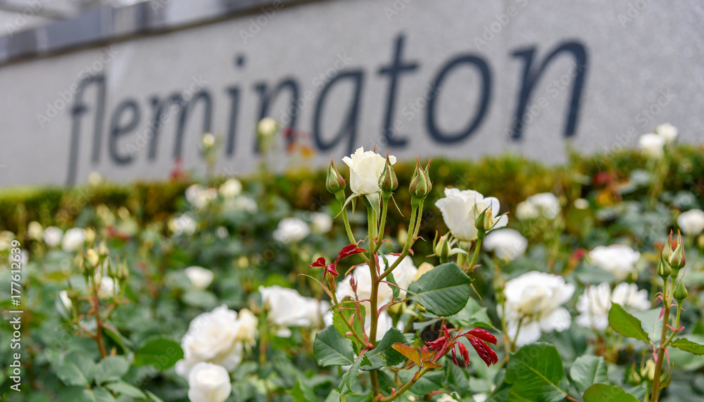 A white rose in front of the Flemington Racecourse entry sign in ...