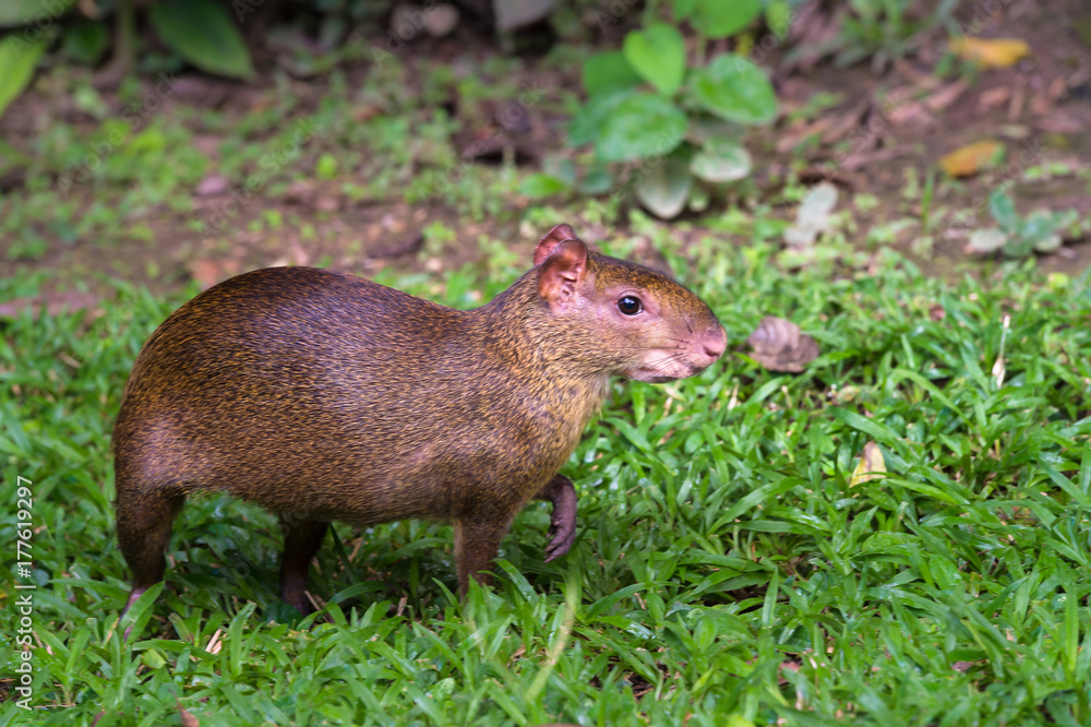 Red rumped Agouti, (Dasyprocta leporina), a common rodent to the Amazon ...