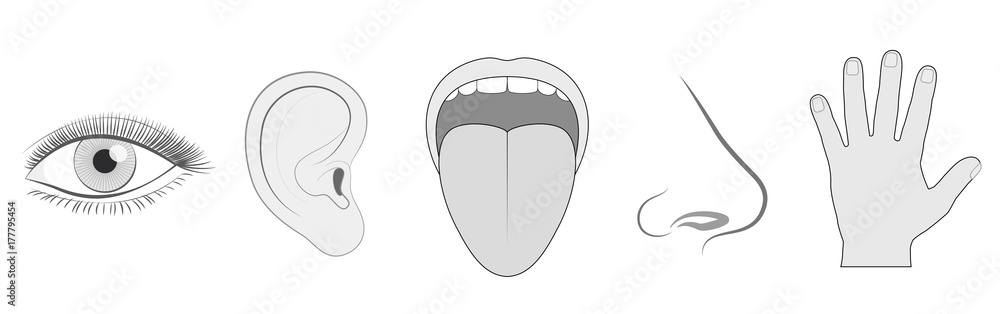 Five senses - sight, hearing, taste, smell and touch - schematic ...