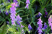 Wild Vetch Free Stock Photo - Public Domain Pictures
