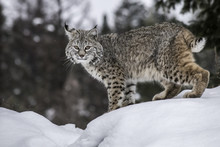 Bobcat In The Snow Free Stock Photo - Public Domain Pictures