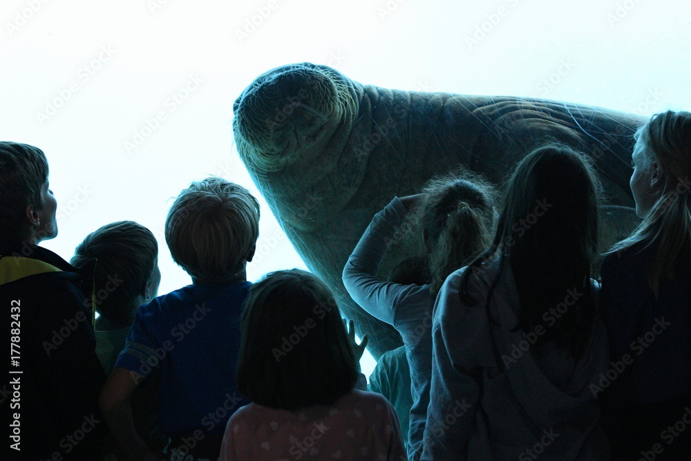 Amazing and giant manatee in the big blue water pool in front of ...
