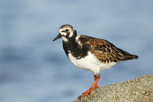Ruddy Turnstone Birds Free Stock Photo - Public Domain Pictures