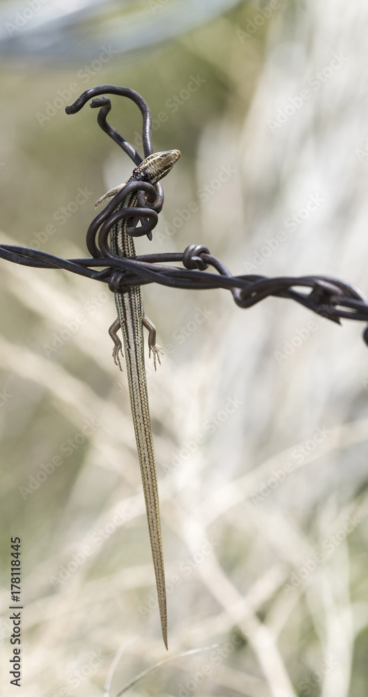 Many-lined Skink (Plestiodon multivirgatus) Impaled in Barbed Wire by a ...
