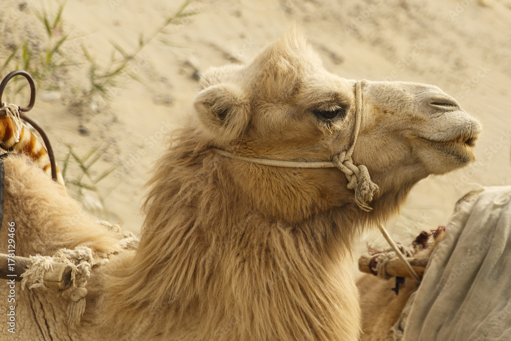 Camel-Taklamakan desert-China Stock Photo | Adobe Stock
