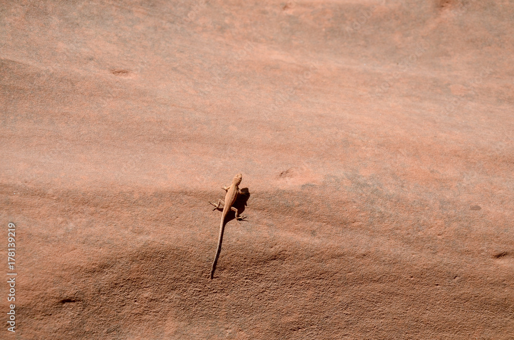 sagebrush lizard on the stone wall of the same color Grand Staircase ...