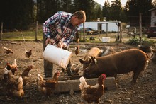 Pig And Chicken Farm Free Stock Photo - Public Domain Pictures