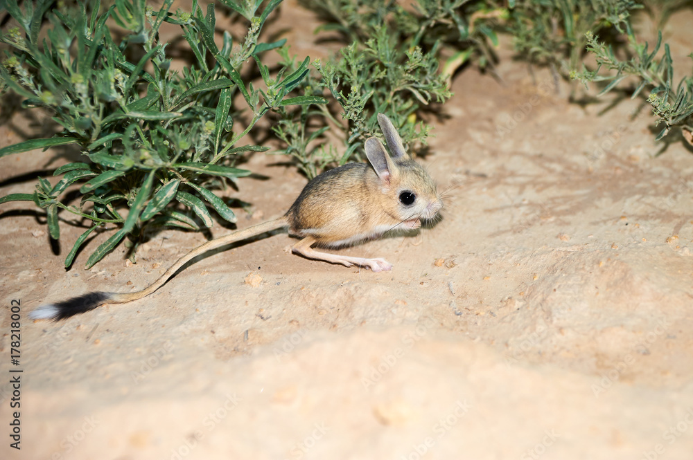 Jerboa / Jaculus. The jerboa are a steppe animal and lead a nocturnal ...