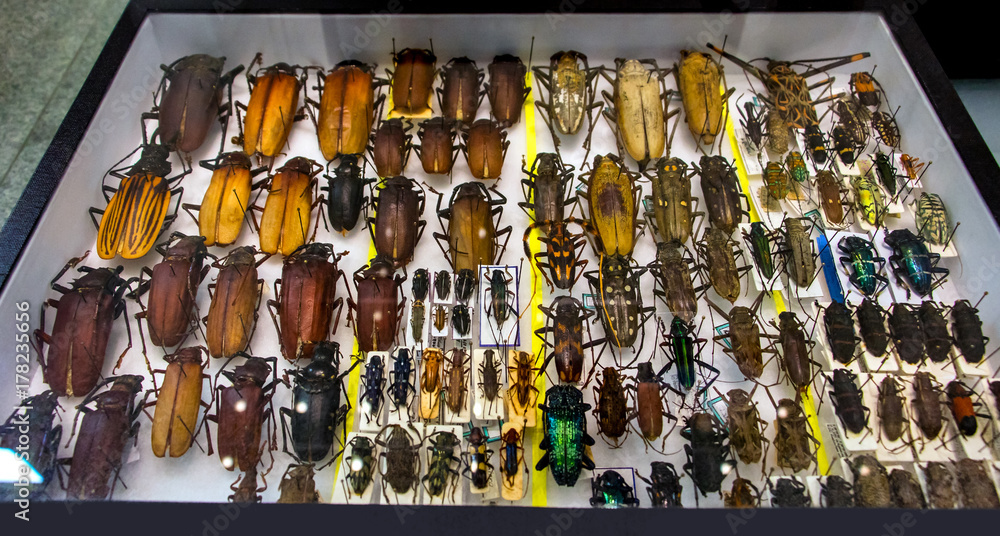 Collection of beetle with pin.Insect collection of entomologist. A rare ...
