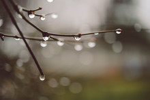 Rain Drops Tree Branches Free Stock Photo - Public Domain Pictures