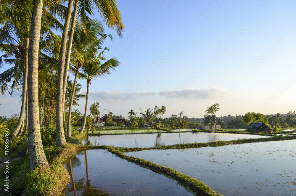 Small green rice plants growing in the shallow paddy fields, rice ...