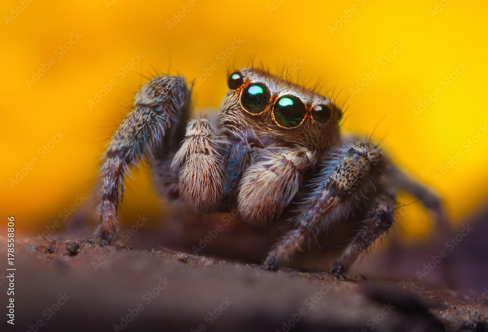 Foto Stok Jumping spider close up. Macro photography. Portrait of ...