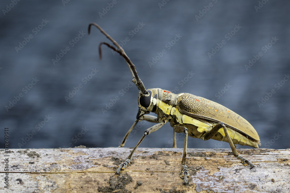 Image of Spotted Mango Borer(Batocera numitor) on a timber. Beetles ...