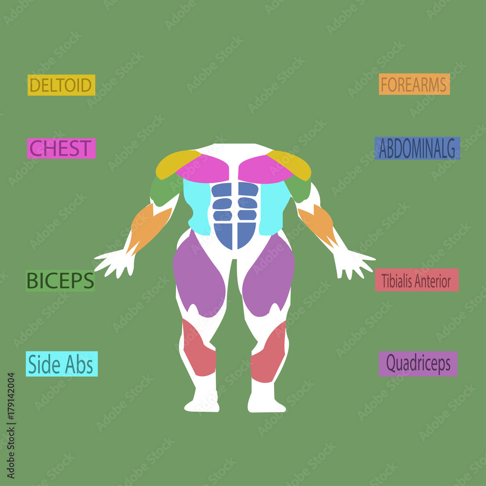 Anatomy of male muscular system - posterior and anterior view - full ...