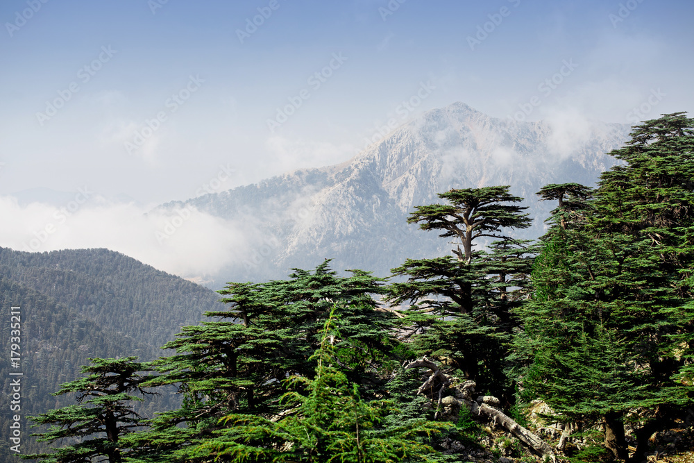 Rare and endangered Lebanese Cedar tree forest at Tahtali mountain in ...
