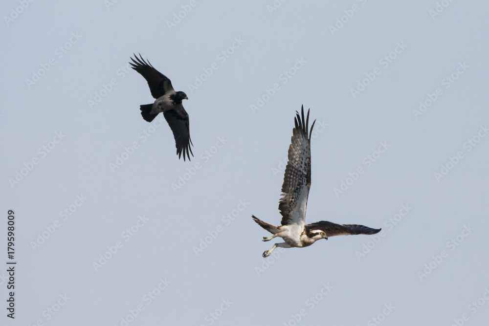 Hooded crow attacking osprey in sky. Light fish hawk flight from ...